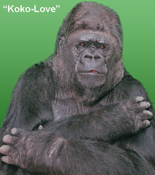 Support Koko & EcoDox