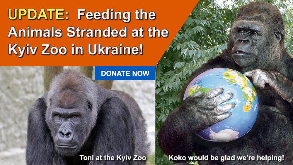 Koko World Gorilla Day