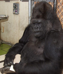Koko Writing - The Gorilla Foundation