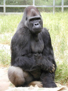 Ndume - The Gorilla Foundation