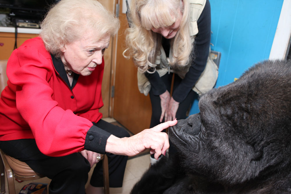 Honoring Betty White & Koko - The Gorilla Foundation