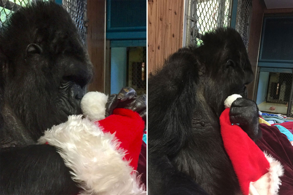 KokoPix Photo Blog Archives - The Gorilla Foundation