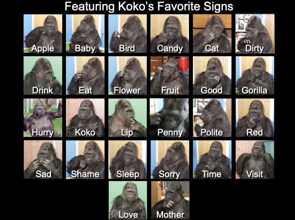 Communication – The Gorilla Foundation