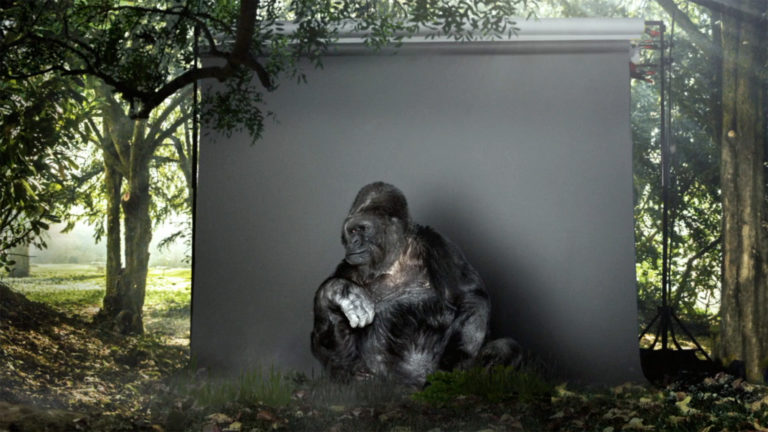 The Gorilla Foundation – Conservation Through Communication