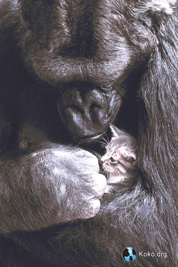 Wallpaper downloads - The Gorilla Foundation