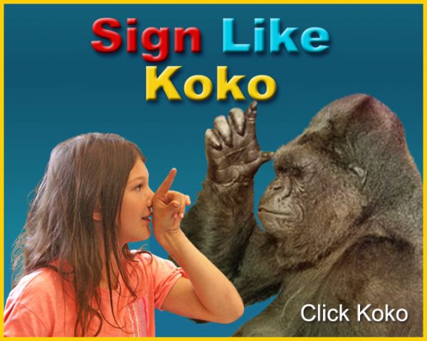 Kids4Koko Home - The Gorilla Foundation