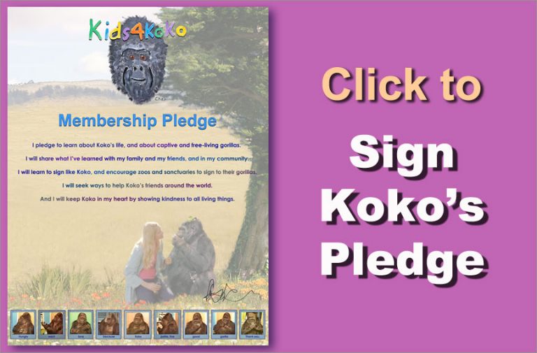 Kids4Koko Home - The Gorilla Foundation