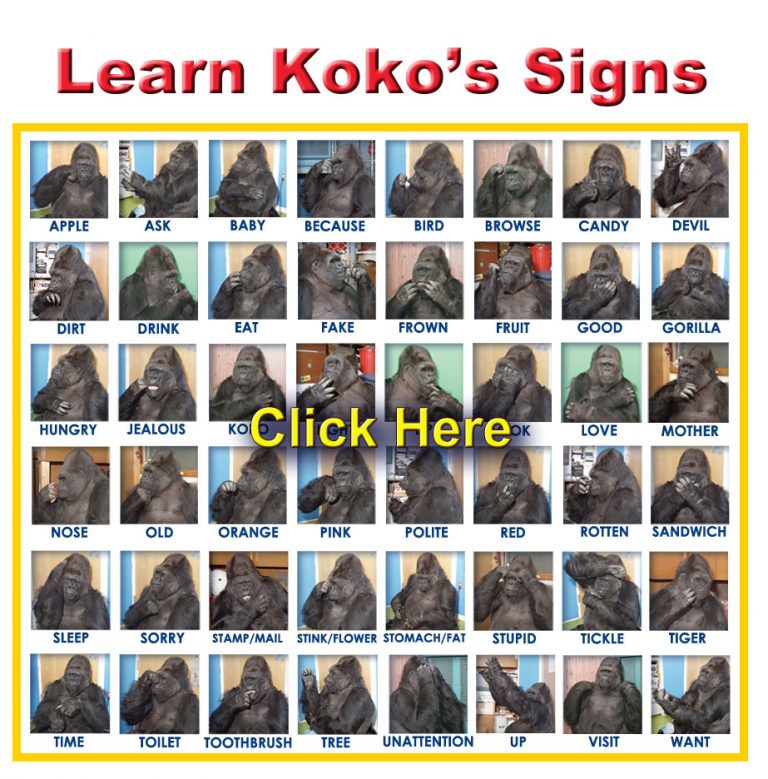 Sign Like Koko - The Gorilla Foundation