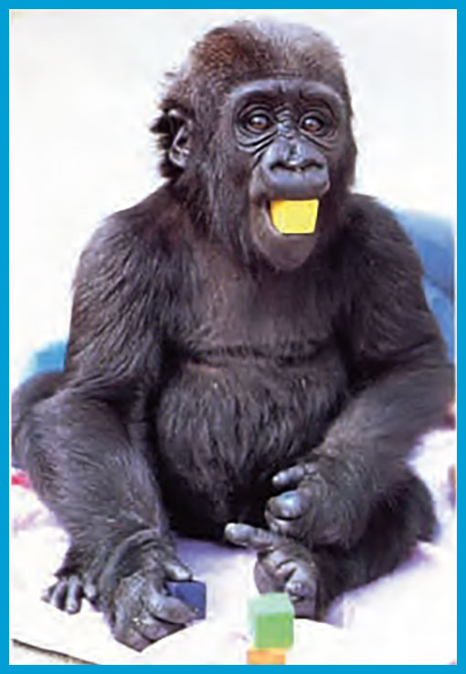 Read about Koko / Koko's Kitten / Page 1 - The Gorilla Foundation