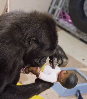 Read about Koko / Koko's Kitten / Page 5 - The Gorilla Foundation