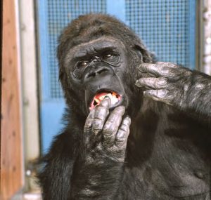 Read about Koko / Koko's Kitten / Page 13 - The Gorilla Foundation