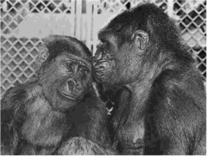 Read about Koko / Michael's Dream / Page 5 - The Gorilla Foundation