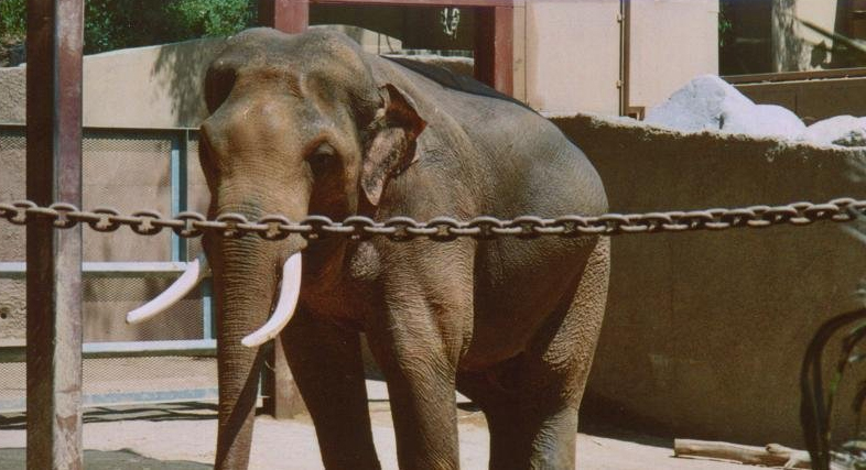 Petition: Help Free Billy the Elephant (Gorillas Will Benefit Too ...