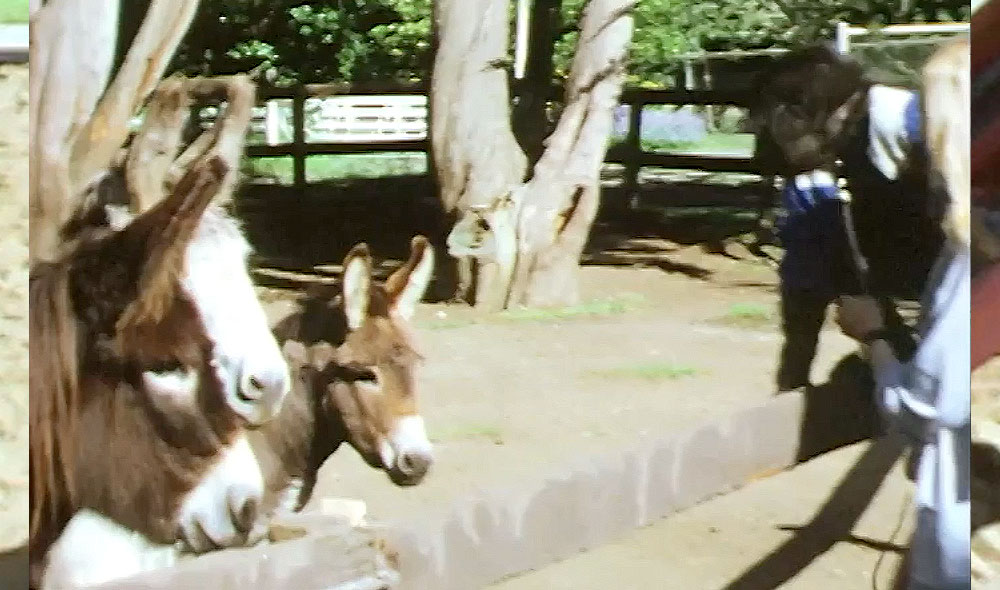 Young Koko Explores the San Francisco Zoo - The Gorilla Foundation