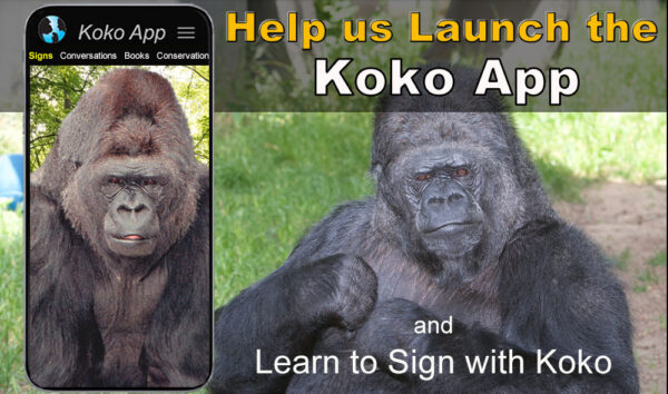 Koko.org - The Gorilla Foundation