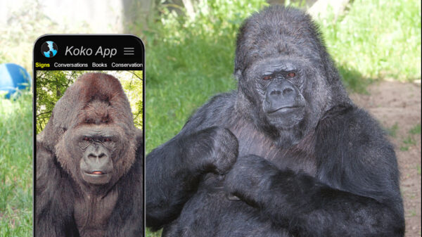 Koko.org - The Gorilla Foundation