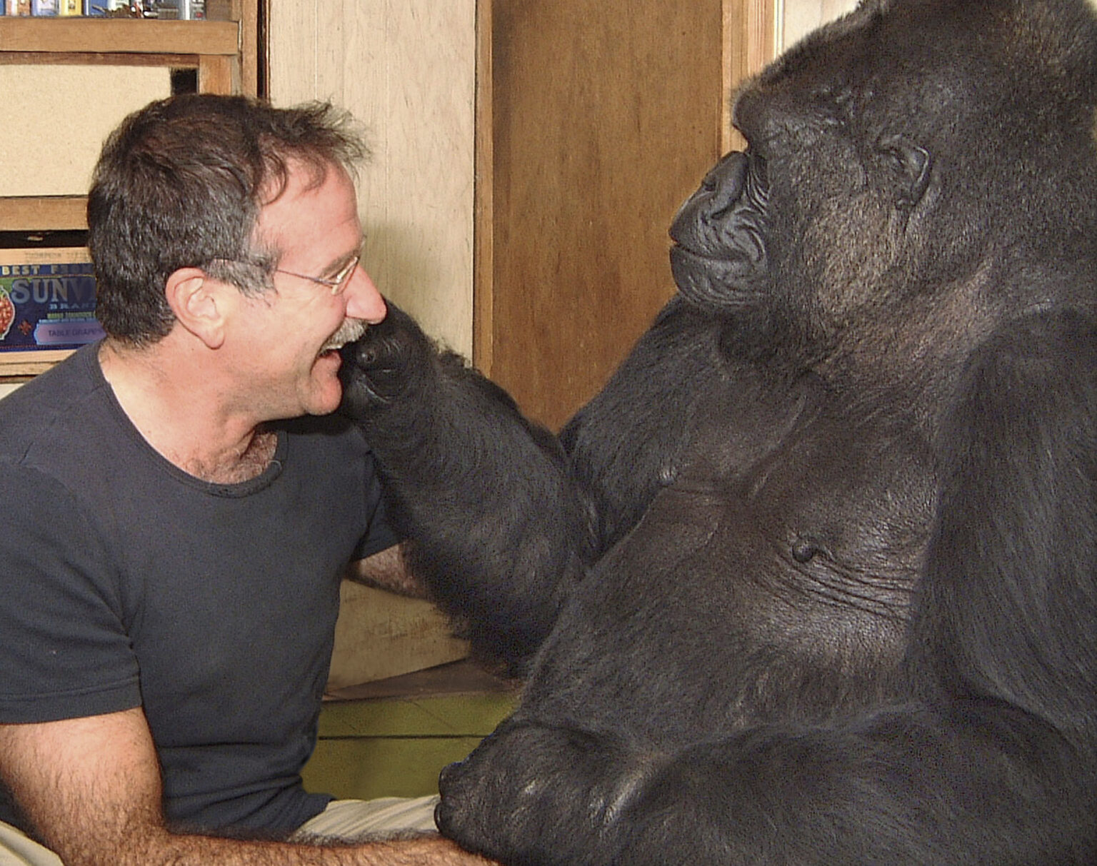 Koko.org - The Gorilla Foundation