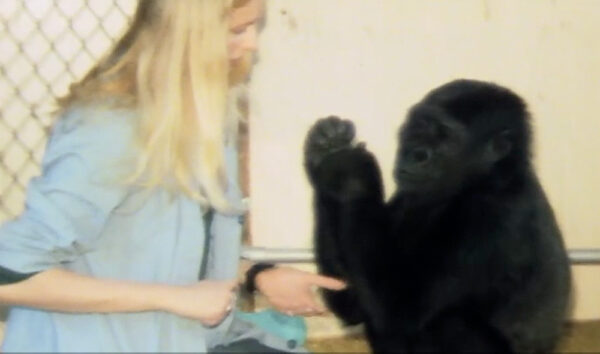 Koko.org - The Gorilla Foundation
