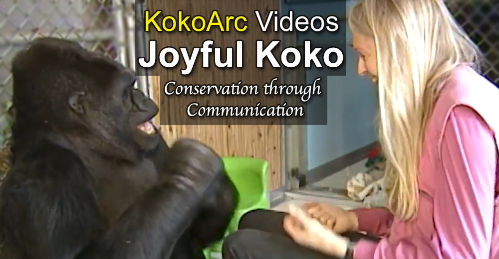 Koko’s Kitten Playdate (VIDEO)