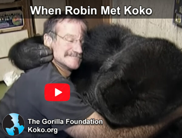 When Robin Met Koko