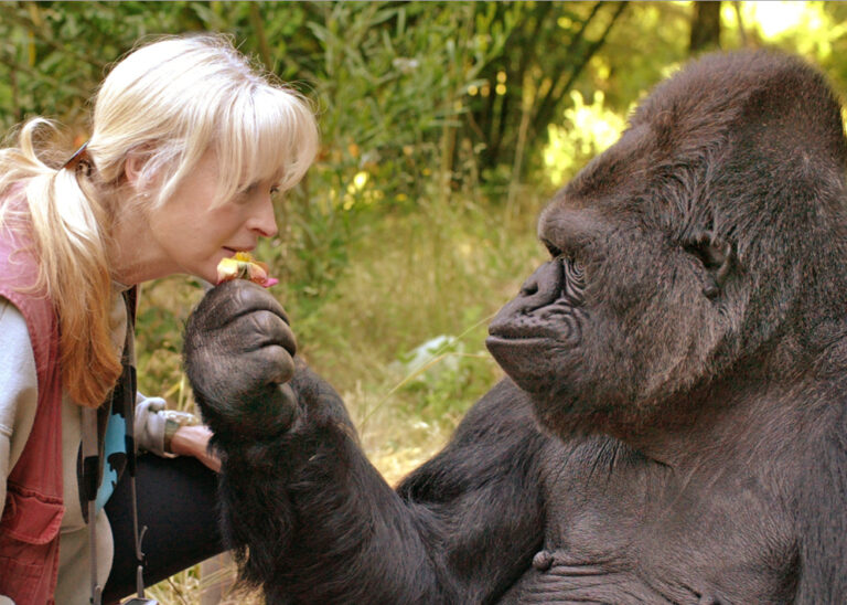 Young Koko and Kate (VIDEO)