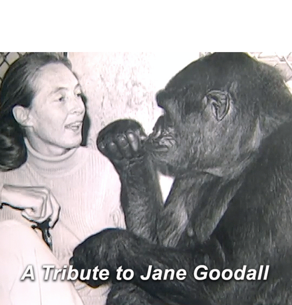 Koko.org - The Gorilla Foundation