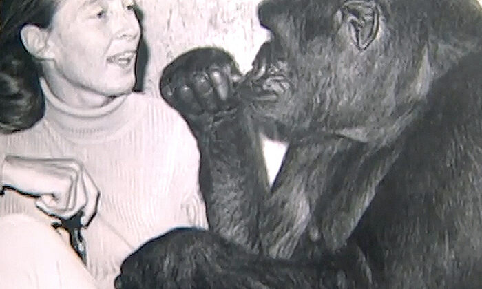 Tribute to Jane Goodall - The Gorilla Foundation