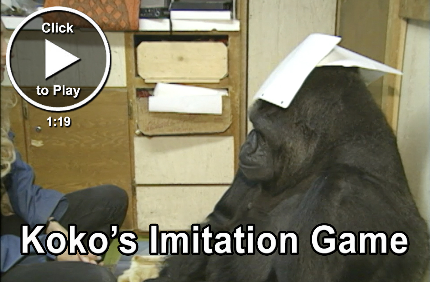 KVN: Koko’s Imitation Game